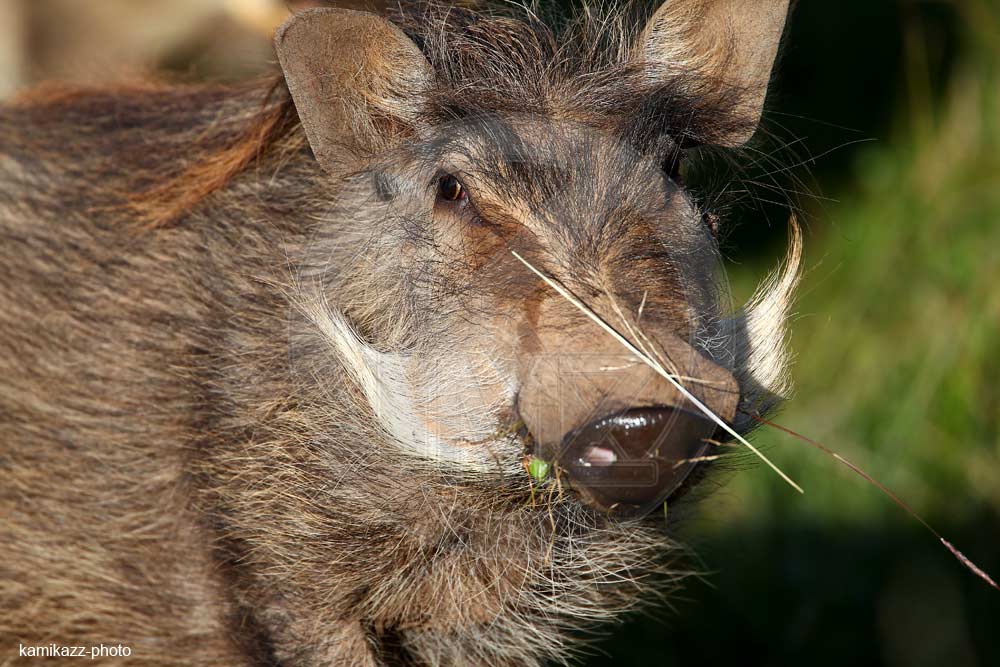 Phacochère (phacochoerus aethiopicus) - Kamikazz • Photographies