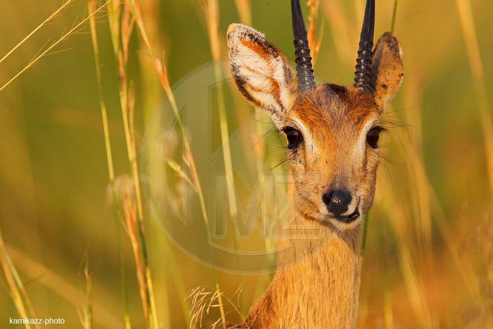 Ourebi (ourebia ourebi) - Kamikazz • Photographies