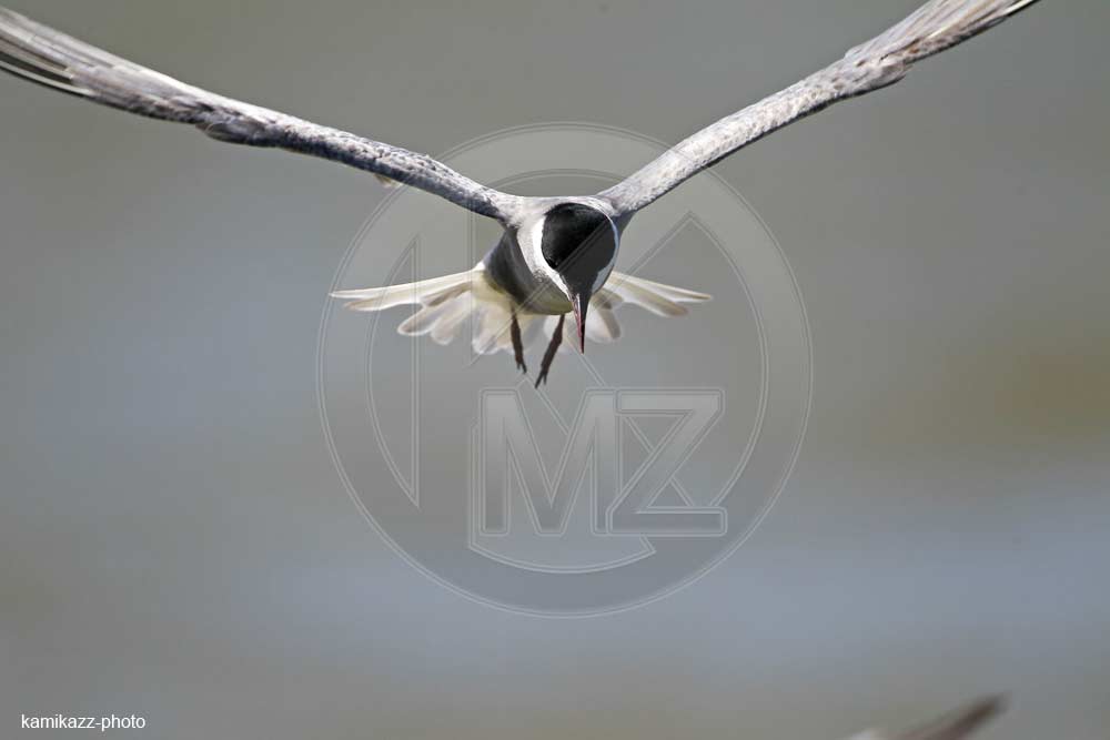 Guifette moustac (chlidonias hybridus) - Kamikazz • Photographies