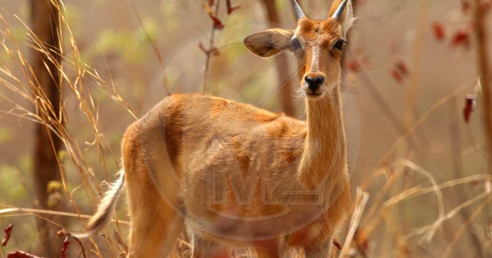 Cobe de Buffon (kobus (adenota) kob) - Kamikazz • Photographies