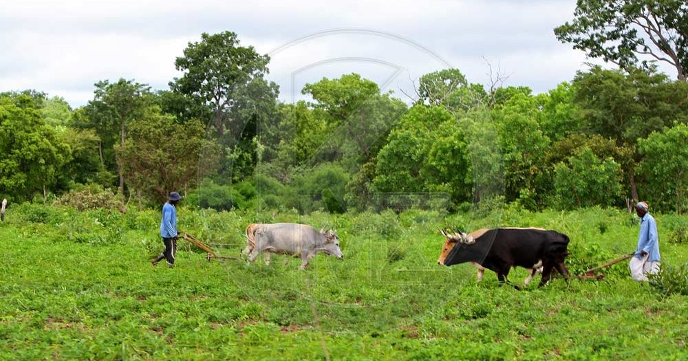 Charrue tirée par des boeufs - Kamikazz • Photographies