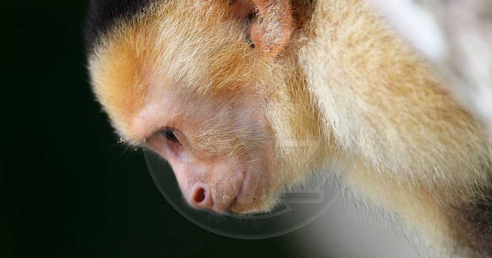 Sapajou capucin (Cebus capucinus) - Kamikazz • Photographies