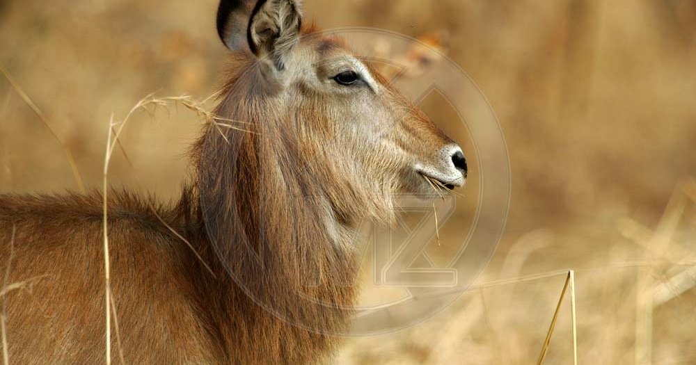 Cobe Defassa (kobus (kobus) ellipsiprymnus) - Kamikazz • Photographies