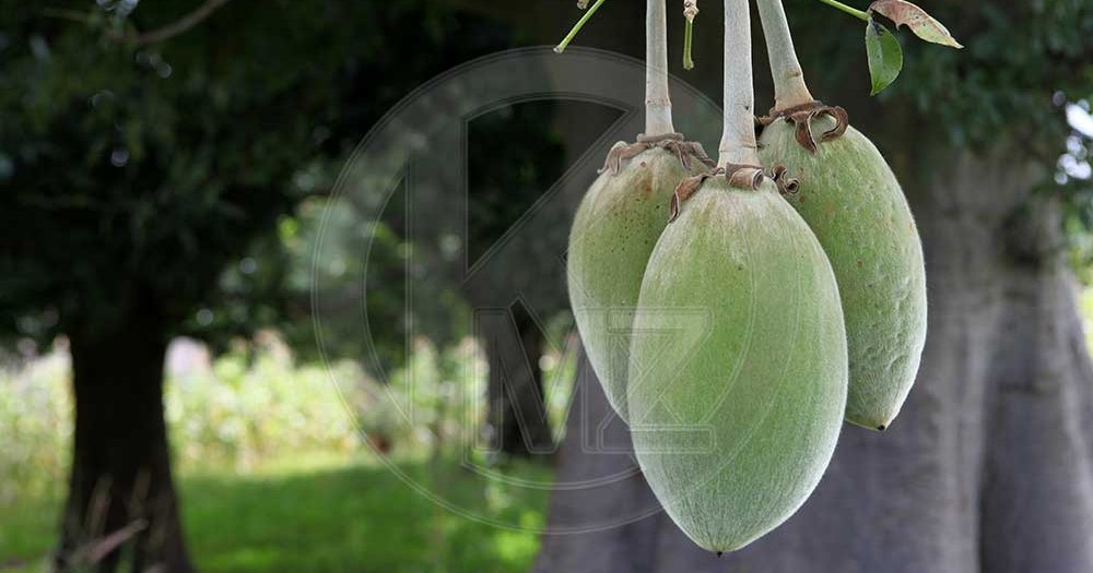 Pain de singe - Kamikazz • Photographies