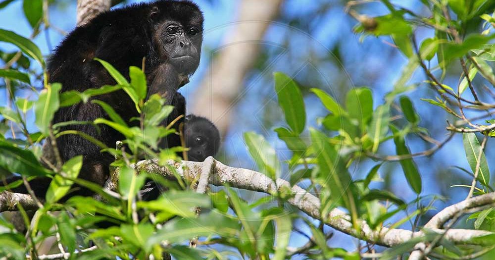 Singe hurleur a manteau (Alouatta palliata) - Kamikazz • Photographies