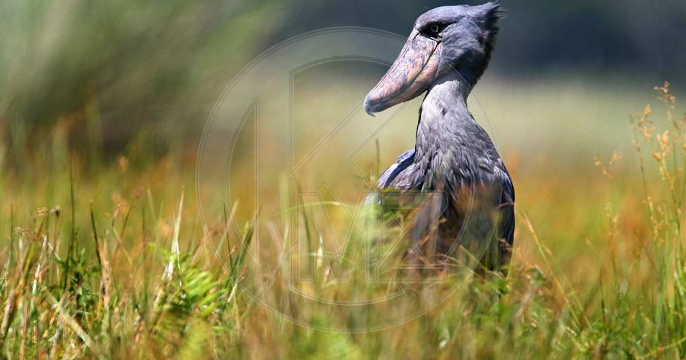 bec en sabot (balaeniceps rex) - Kamikazz • Photographies