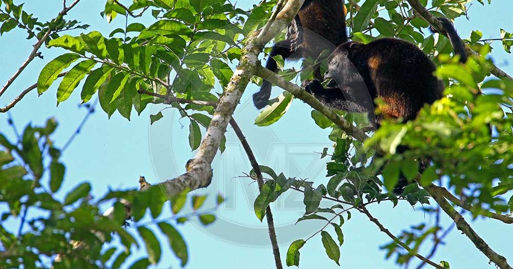 Singe hurleur a manteau (Alouatta palliata) - Kamikazz • Photographies