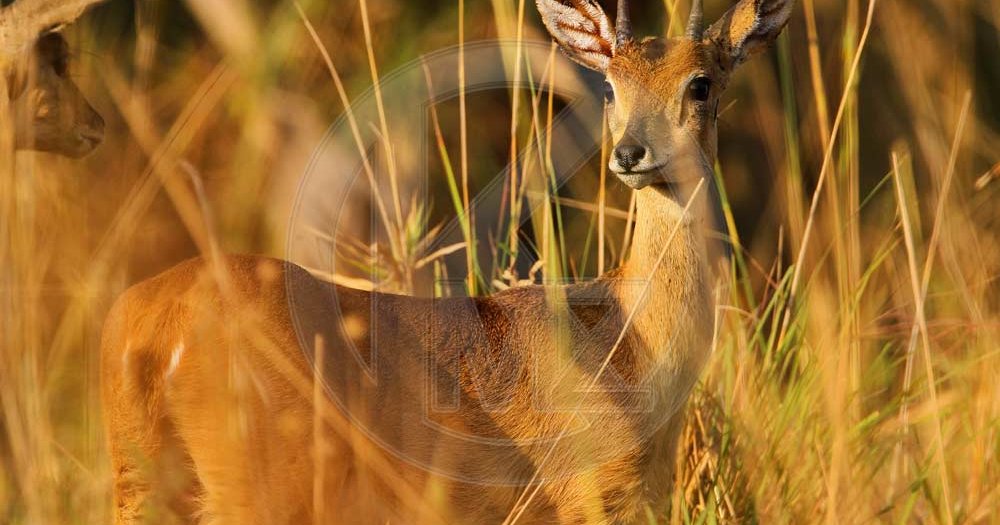 Ourebi (ourebia ourebi) - Kamikazz • Photographies