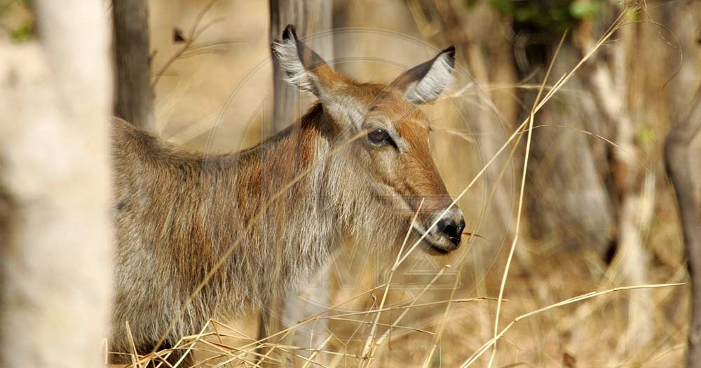 Cobe Defassa (kobus (kobus) ellipsiprymnus) - Kamikazz • Photographies