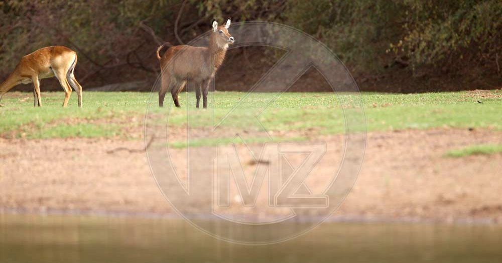 Cobe Defassa (kobus (kobus) ellipsiprymnus) - Kamikazz • Photographies