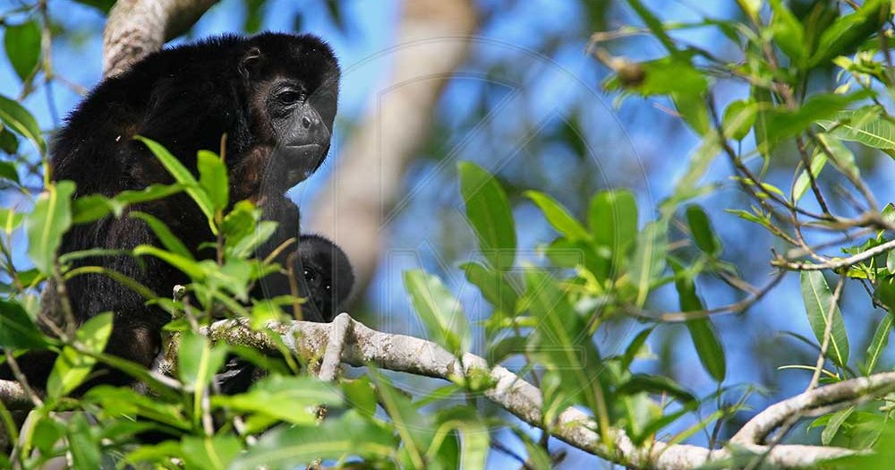 Singe hurleur a manteau (Alouatta palliata) - Kamikazz • Photographies