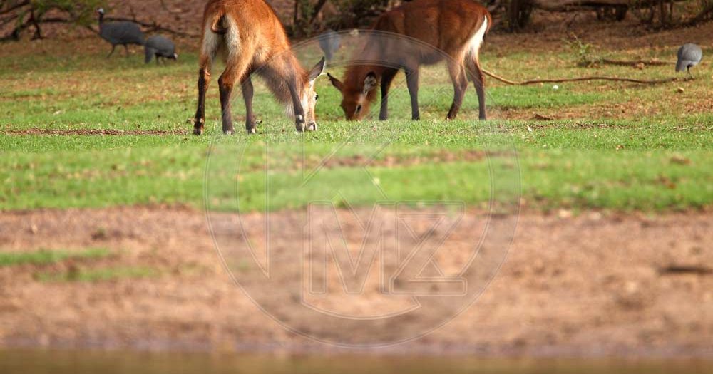 Cobe Defassa (kobus (kobus) ellipsiprymnus) - Kamikazz • Photographies