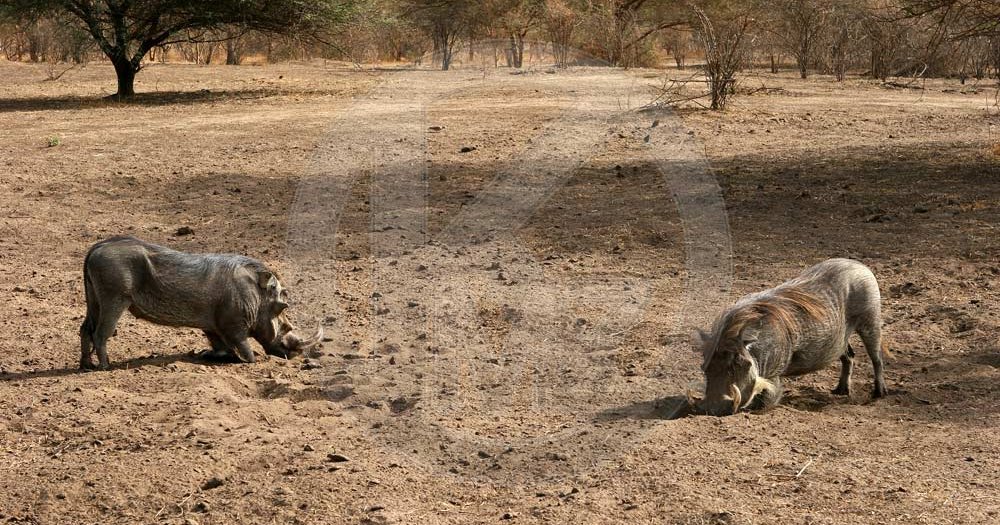 Phacochère (phacochoerus aethiopicus) - Kamikazz • Photographies