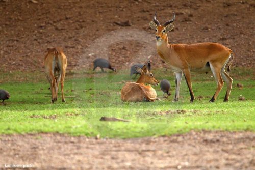 Cobe de Buffon (kobus (adenota) kob) - Kamikazz • Photographies