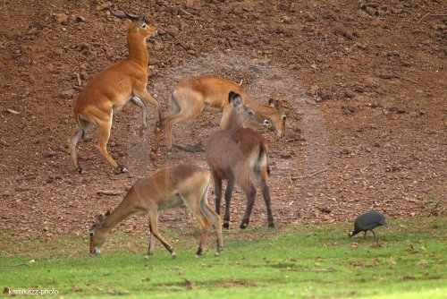 Cobe de Buffon (kobus (adenota) kob) - Kamikazz • Photographies